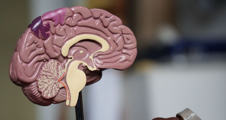 Infographic: The Science of Storytelling